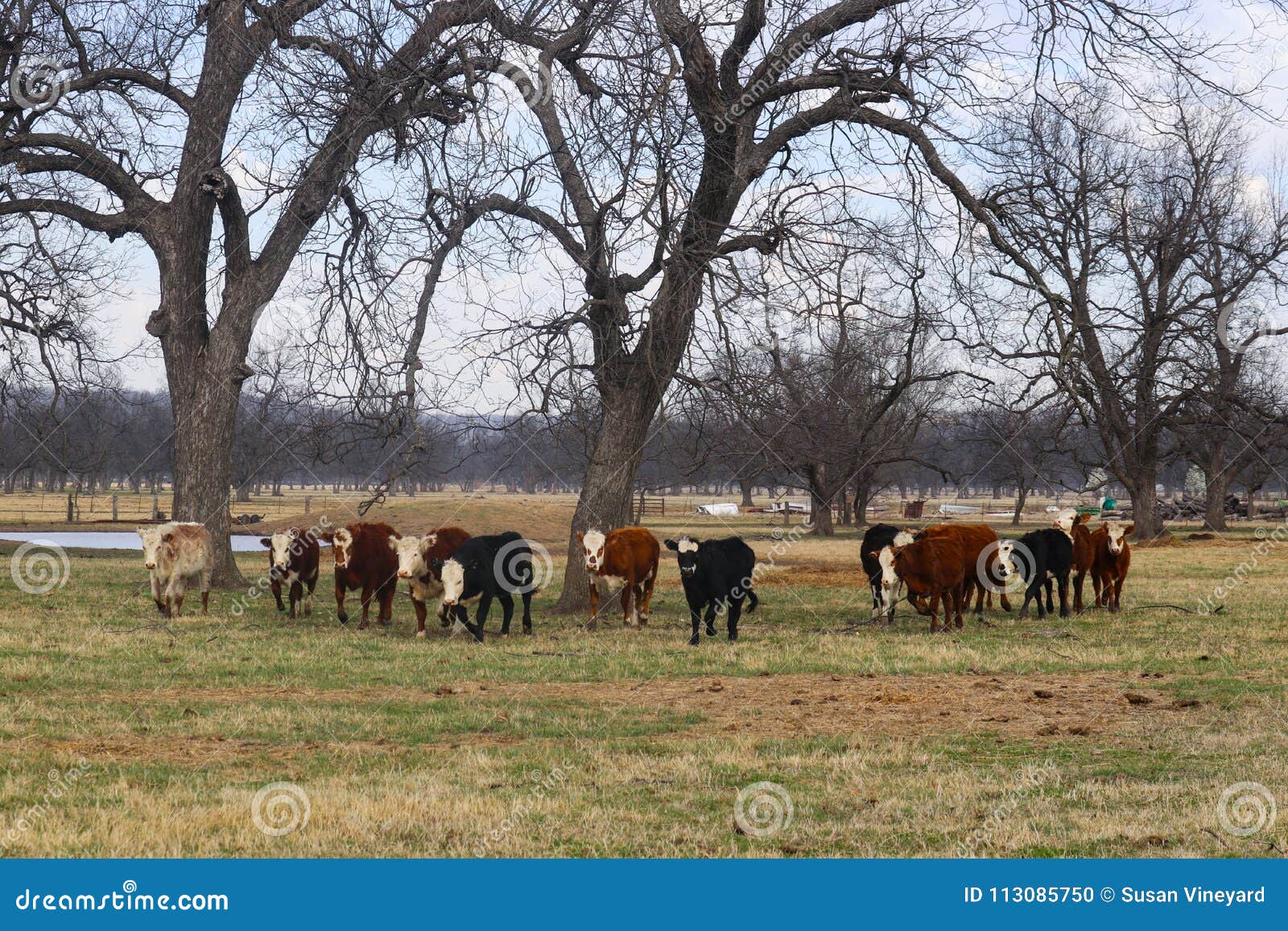 Herd of White Faced Cows Walking Forward in a in a Horizontal Line in ...