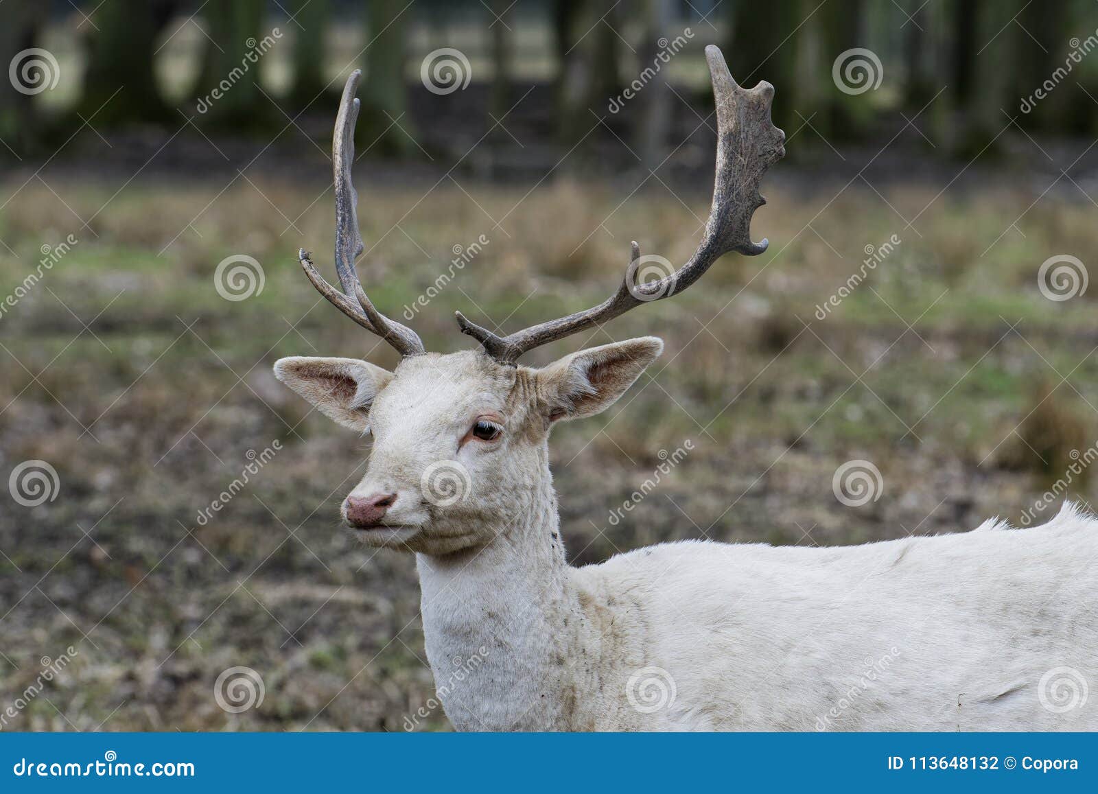 Herd of White Fallow Deer Dama Dama Stock Photo - Image of body, deers ...