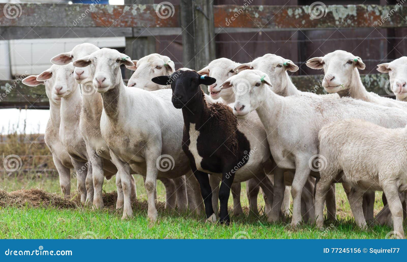 Herd of White Farm Sheep with One Black Sheep Stock Photo - Image of ...
