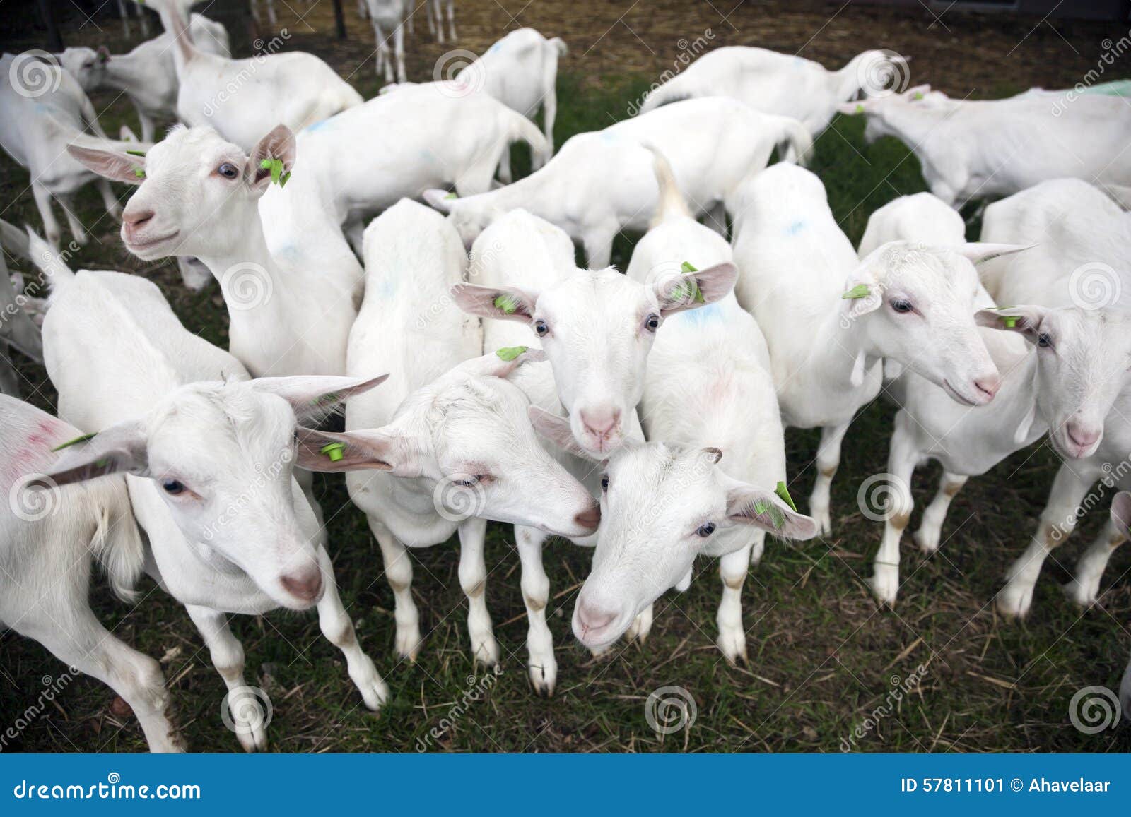 Herd of White Goats Outside Farm in Holland Stock Image - Image of ...