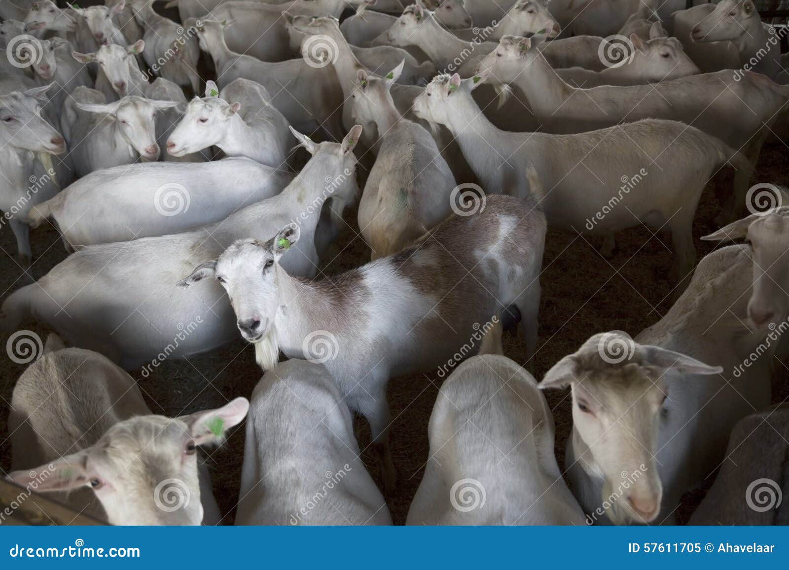 Herd of White Goats Stand in Dimly Lit Stable Stock Image - Image of ...