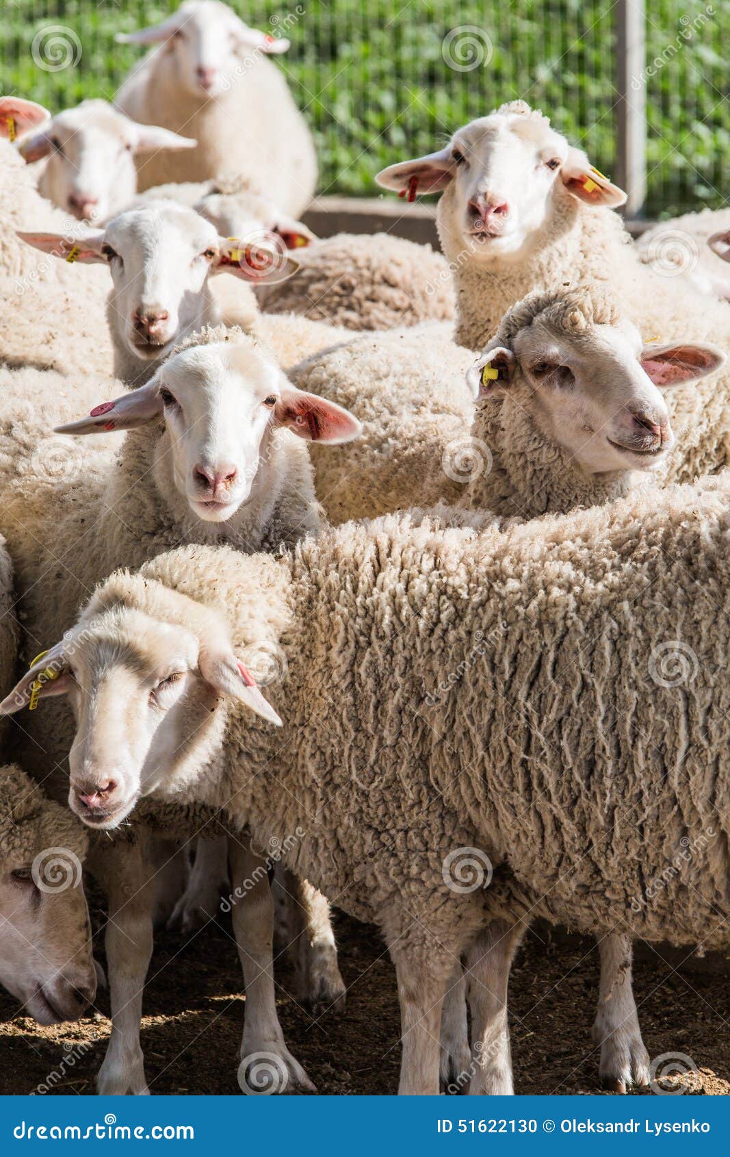 Herd of white rams stock photo. Image of flock, face - 51622130