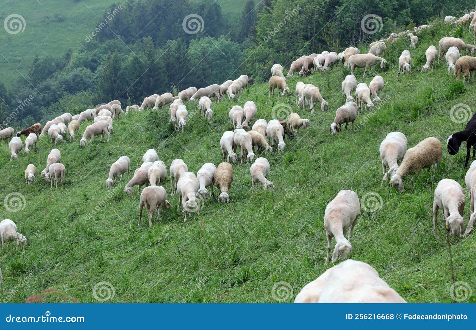 Herd with White Shorn Sheep Grazing in the Mountains Stock Photo ...
