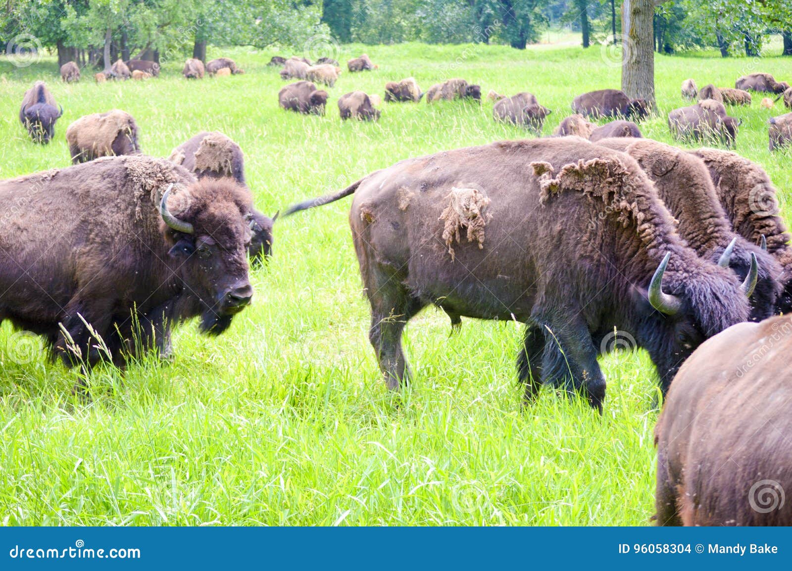 A herd of wild bison stock photo. Image of endangered - 96058304