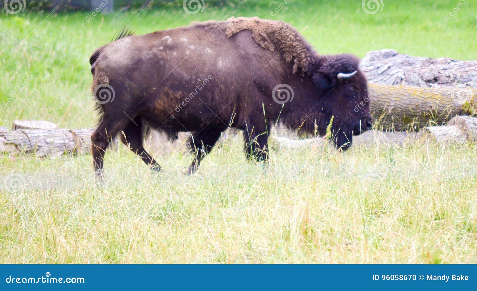 A Herd of Wild Bison Grazing in the Field Stock Photo - Image of bull ...