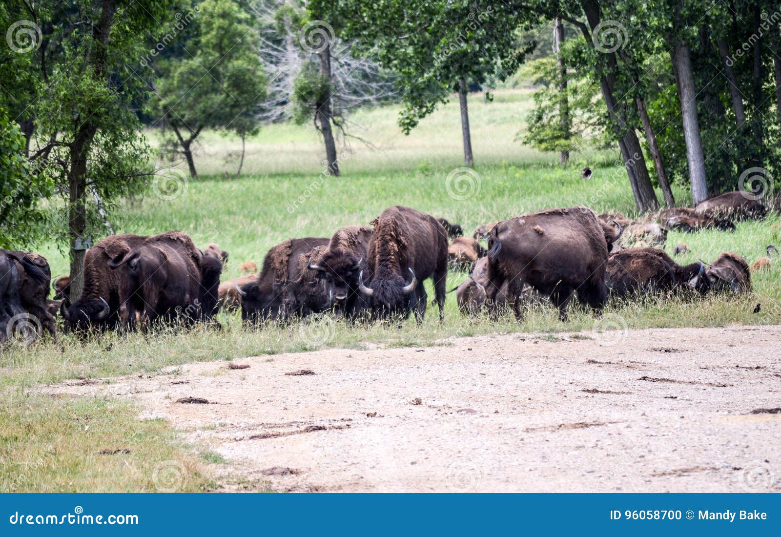 A Herd of Wild Bison Grazing in the Field Stock Photo - Image of bison ...