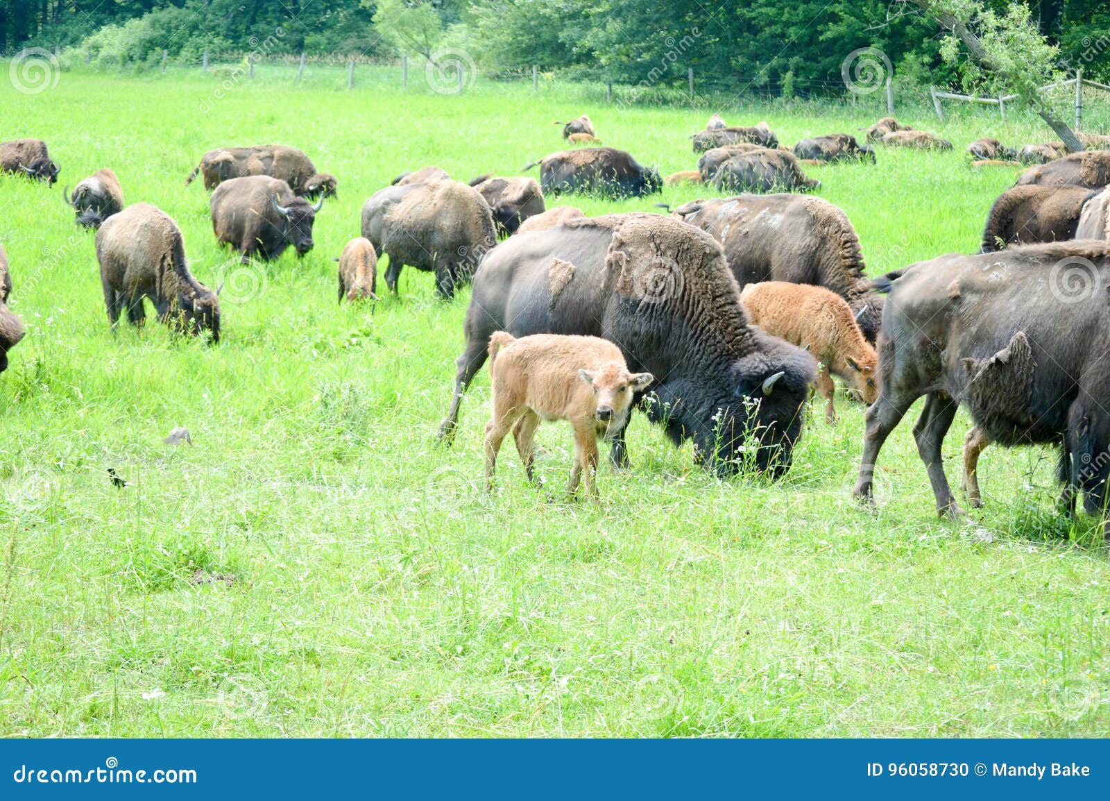 A Herd of Wild Bison Grazing in the Field Stock Photo - Image of green ...