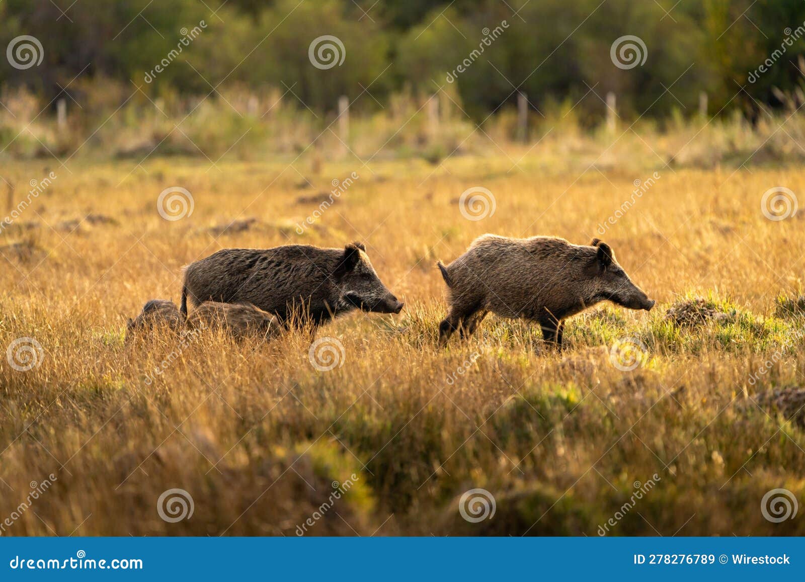 Herd of Wild Boars in a Grassy Field Under the Sunlight with a Blurry ...