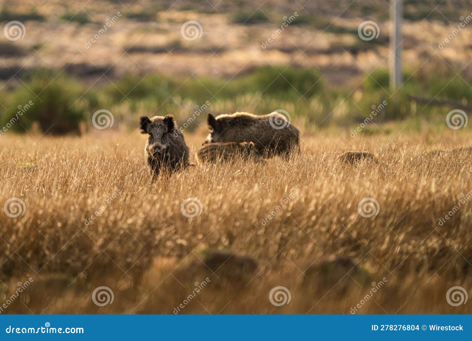 Herd of Wild Boars in a Grassy Field Under the Sunlight with a Blurry ...