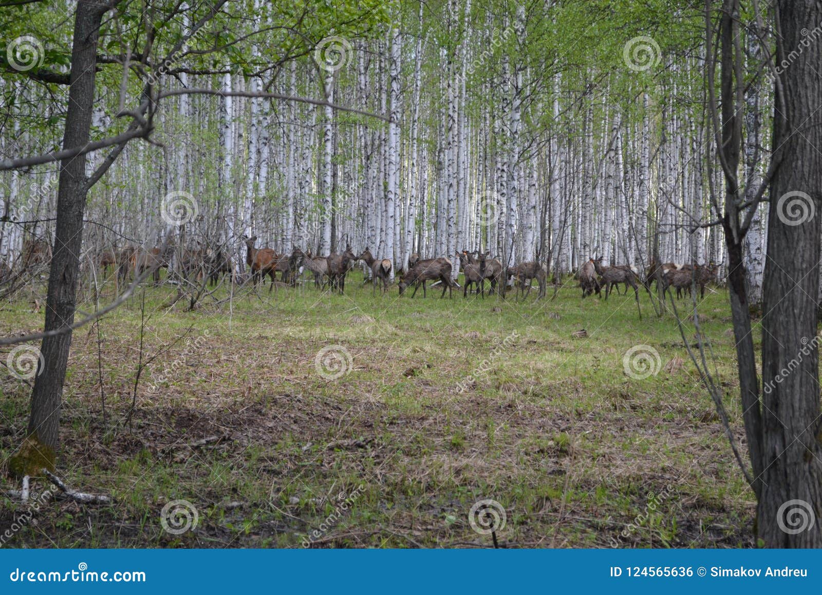 A herd of wild deer. stock photo. Image of farm, wild - 124565636
