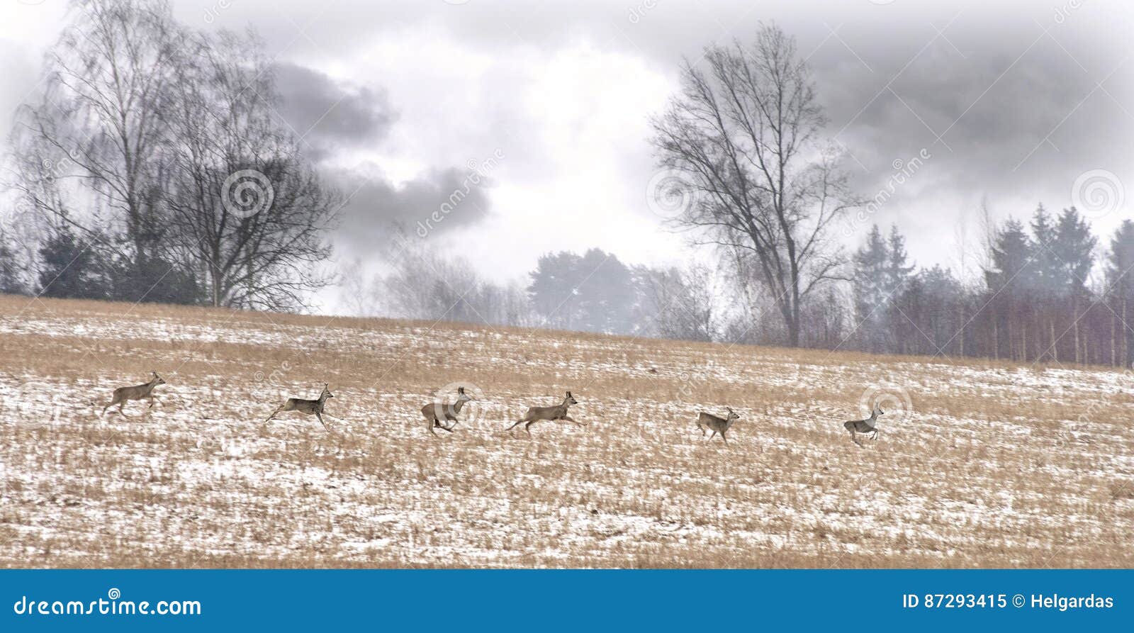 Herd of Wild Deers , Lithuania Stock Image - Image of pine, nature ...