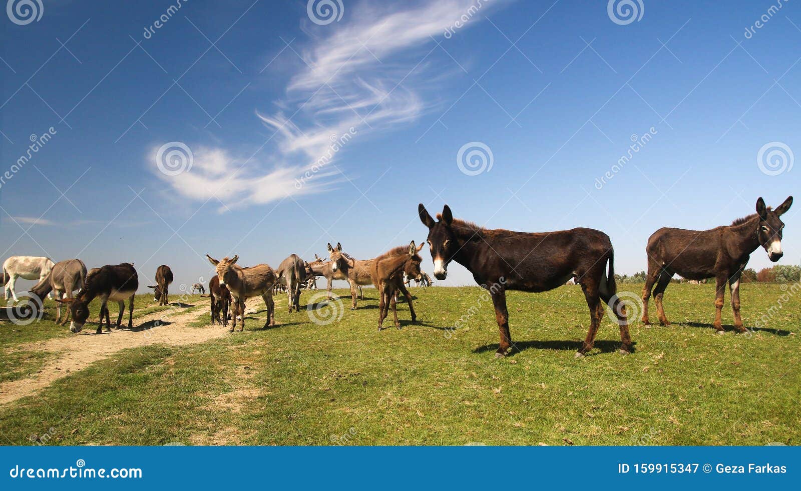 Herd of Wild Donkeys Graze on Pasture Stock Image - Image of brown ...