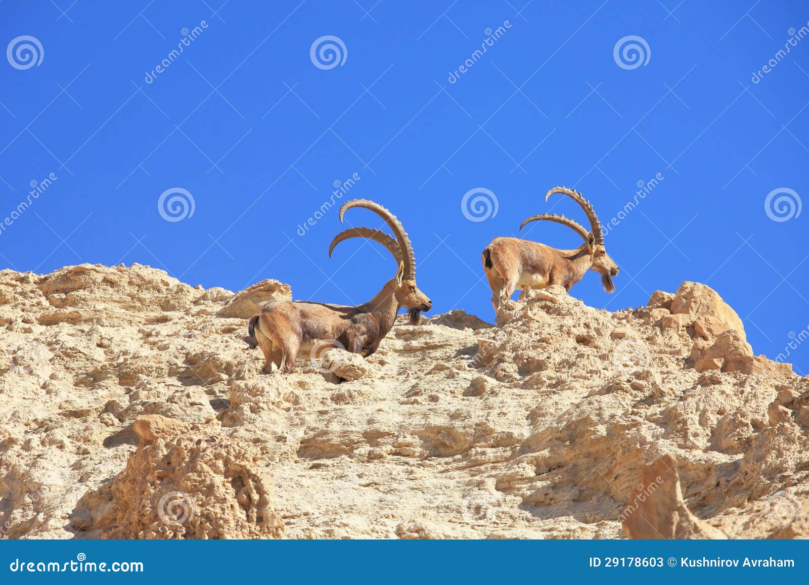 A Herd of Wild Goats, with Horns Grazing Stock Image - Image of ...