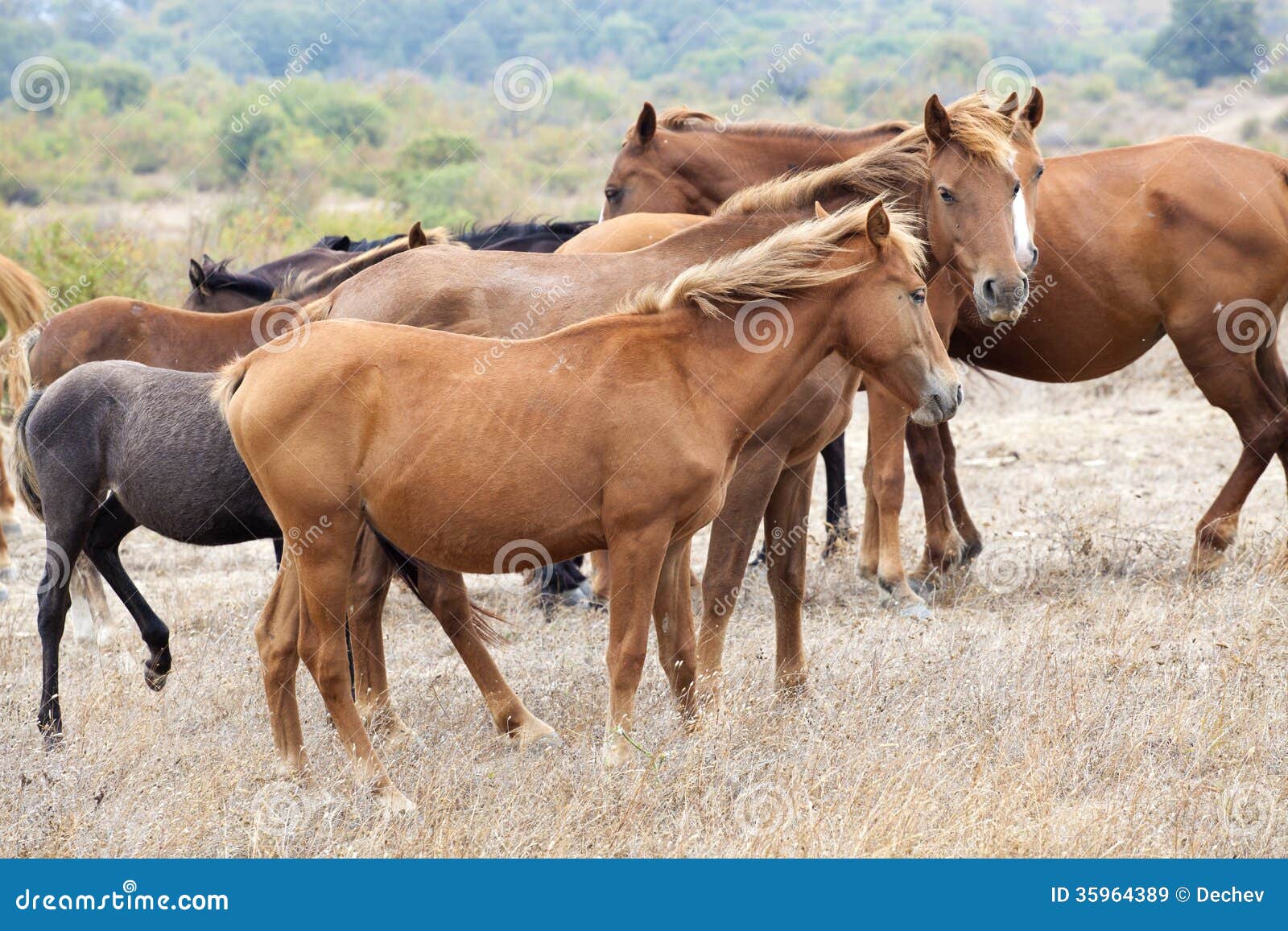 Herd of Wild Horses stock image. Image of color, legs - 35964389