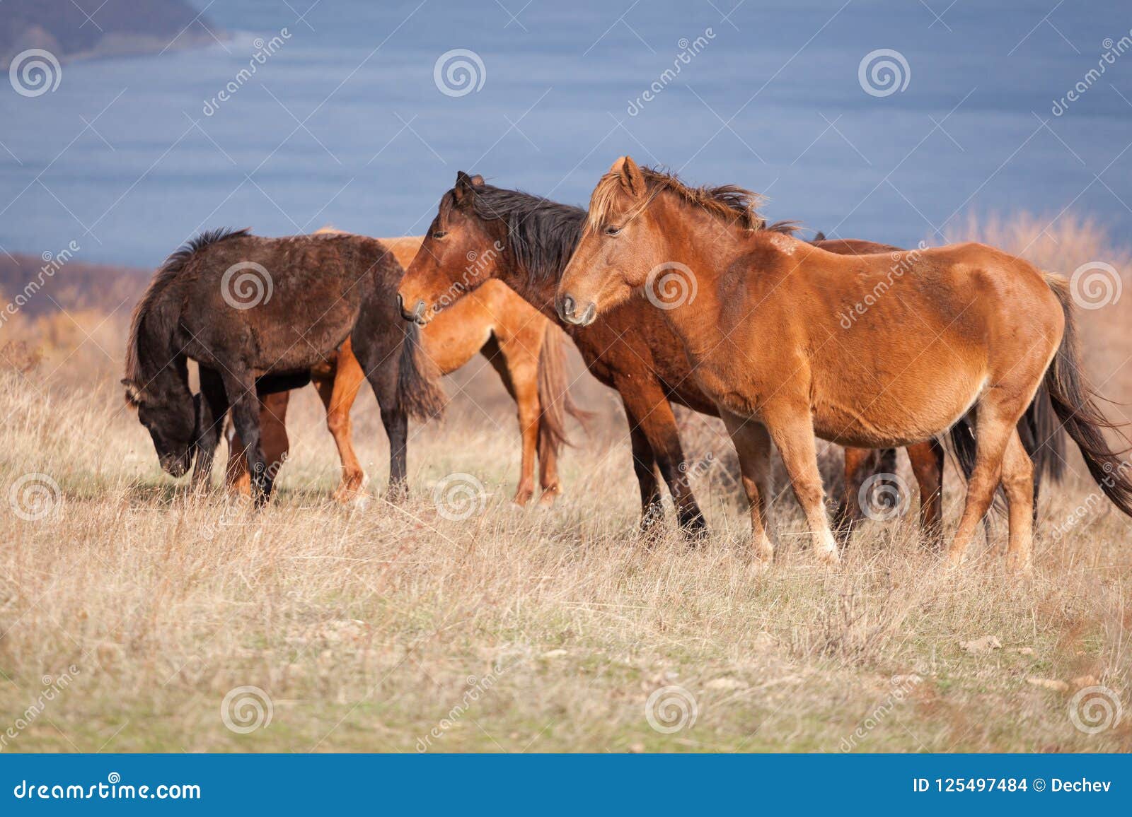 Herd of Wild Horses on the Field Stock Photo - Image of brown, look ...