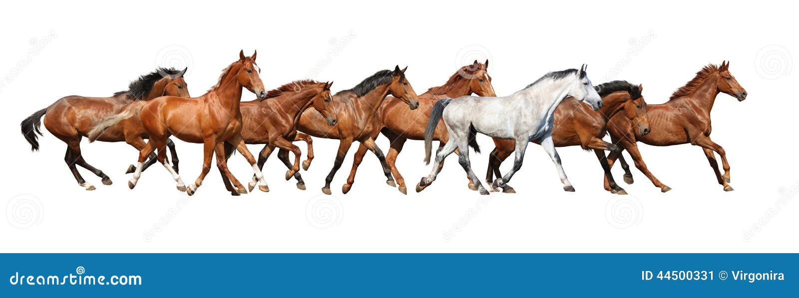 Herd of Wild Horses Running Isolated on White Stock Image - Image of ... Herd of Wild Horses Running Isolated on White Stock Image - Image of ...