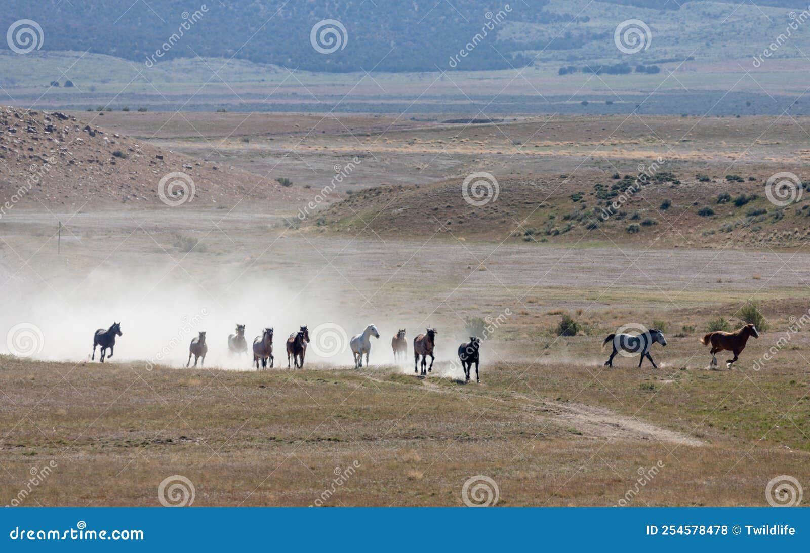 Herd of Wild Horses Running in the Utah Desert in Spring Stock Photo ...