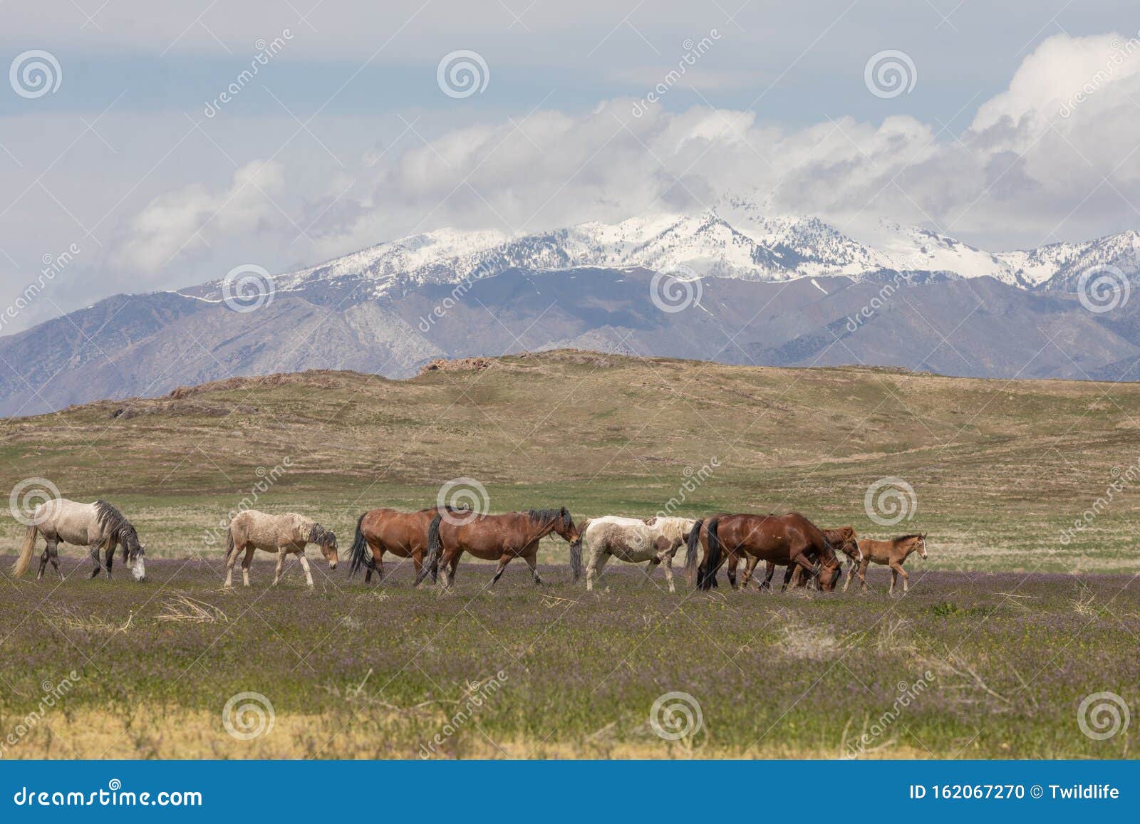Herd of Wild Horses in Spring in Utah Stock Photo - Image of spring ...