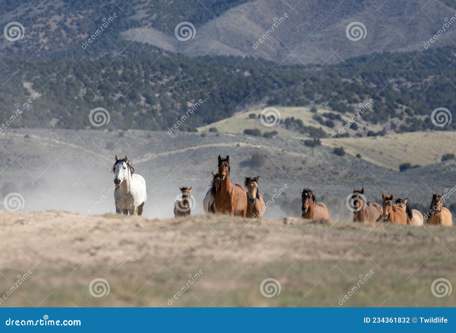 Herd of Wild Horses in Spring Stock Photo - Image of animal, americana ...