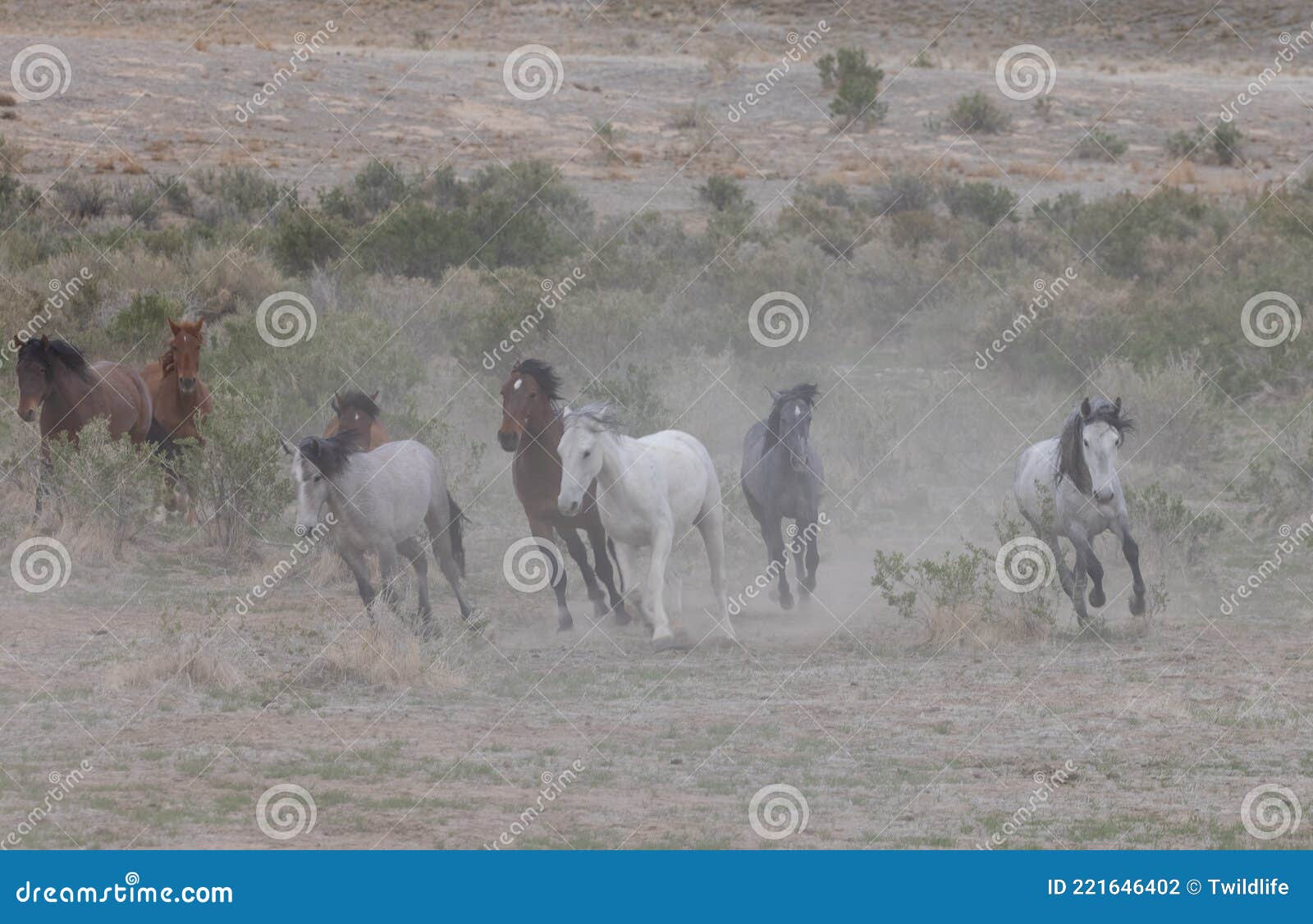 Herd of Wild Horses in Utah Stock Photo - Image of wild, desert: 221646402