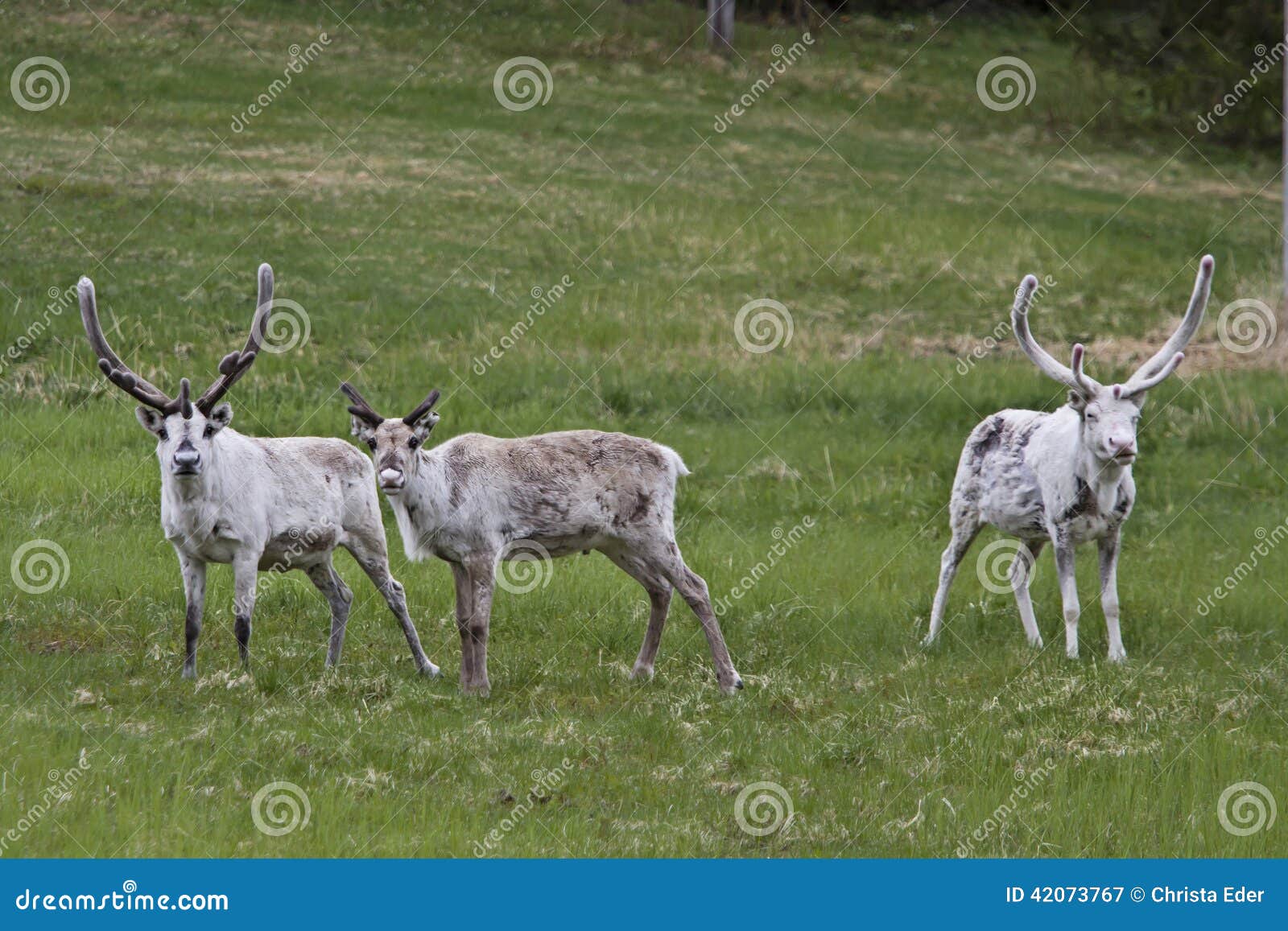 Herd of wild reindeer stock image. Image of wild, females - 42073767