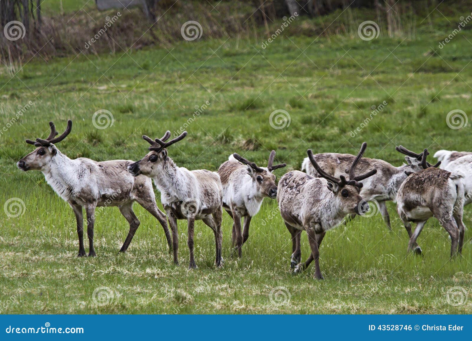 Herd of wild reindeer stock photo. Image of animals, landscape - 43528746