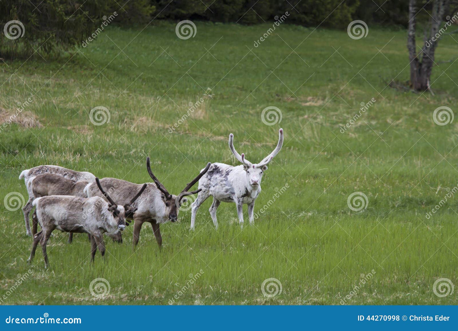 Herd of wild reindeer stock photo. Image of wild, animals - 44270998