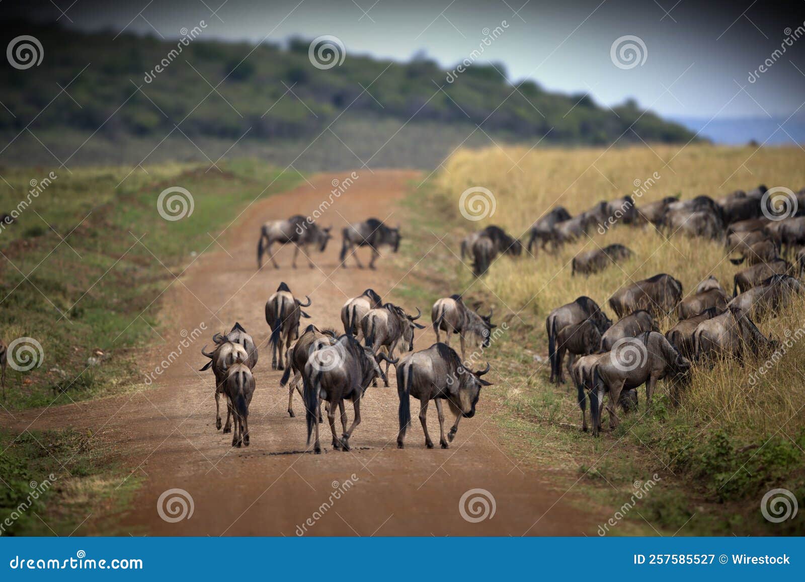 Herd of Wildebeest Walking Along a Trail in an African Savanna Stock ...