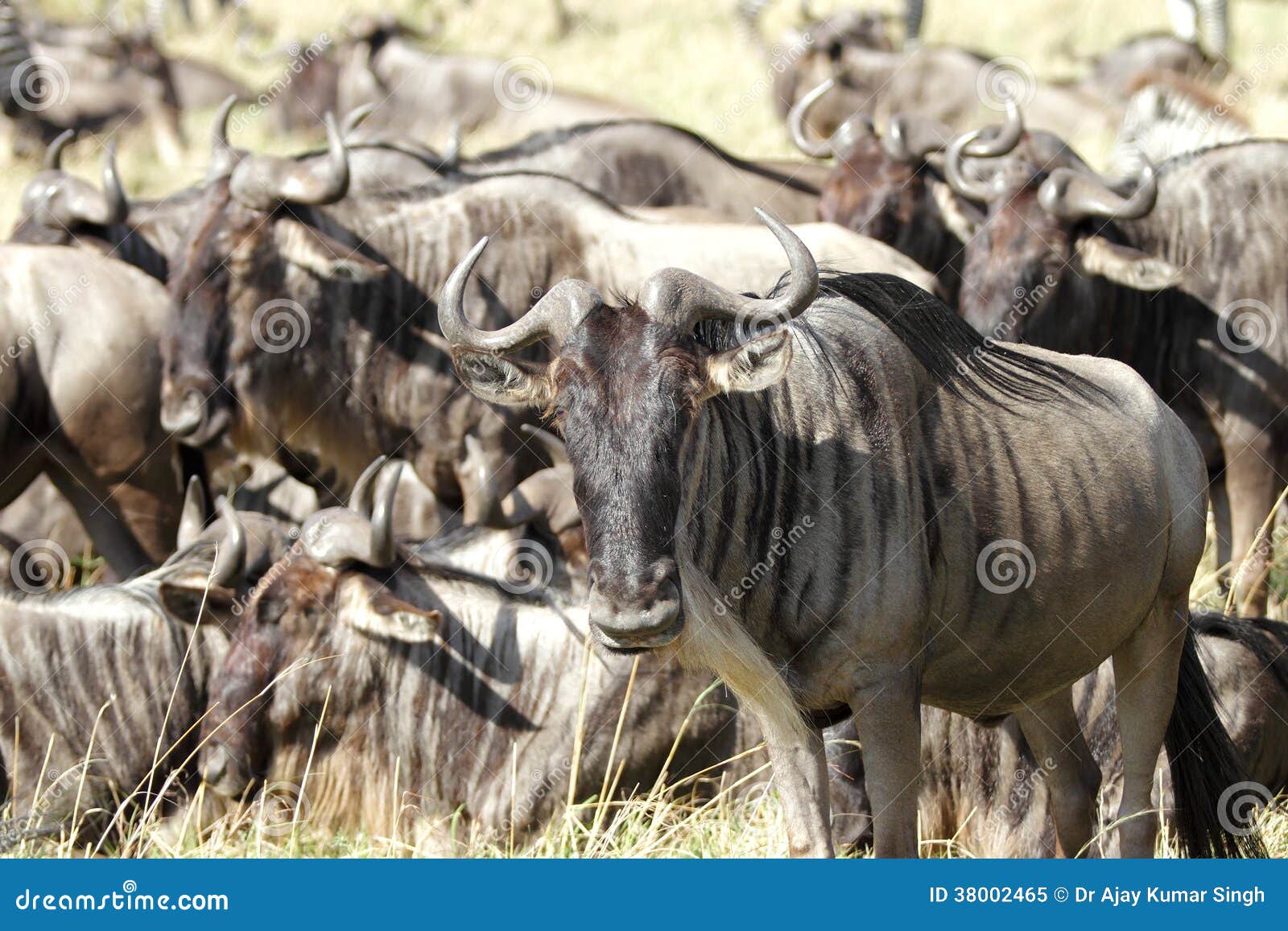 A herd of wildebeests stock image. Image of jungle, beast - 38002465