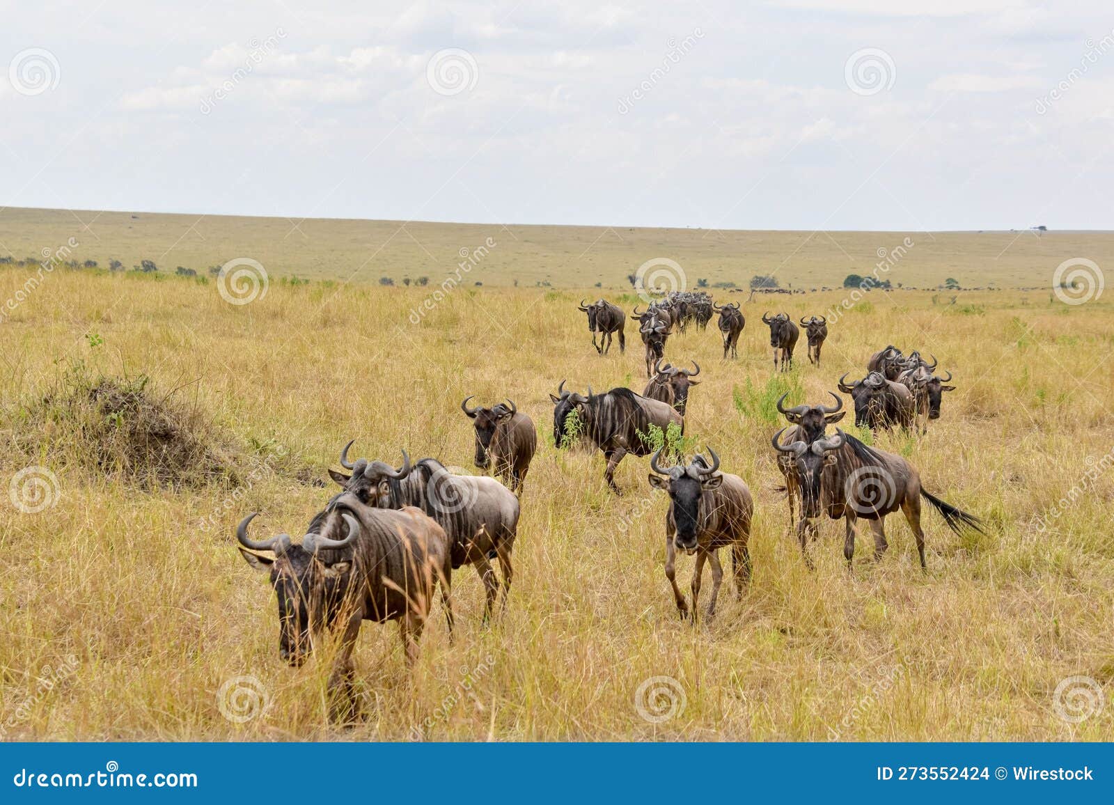 Herd of Wildebeests Walking through a Tall Grass Field in a Natural ...