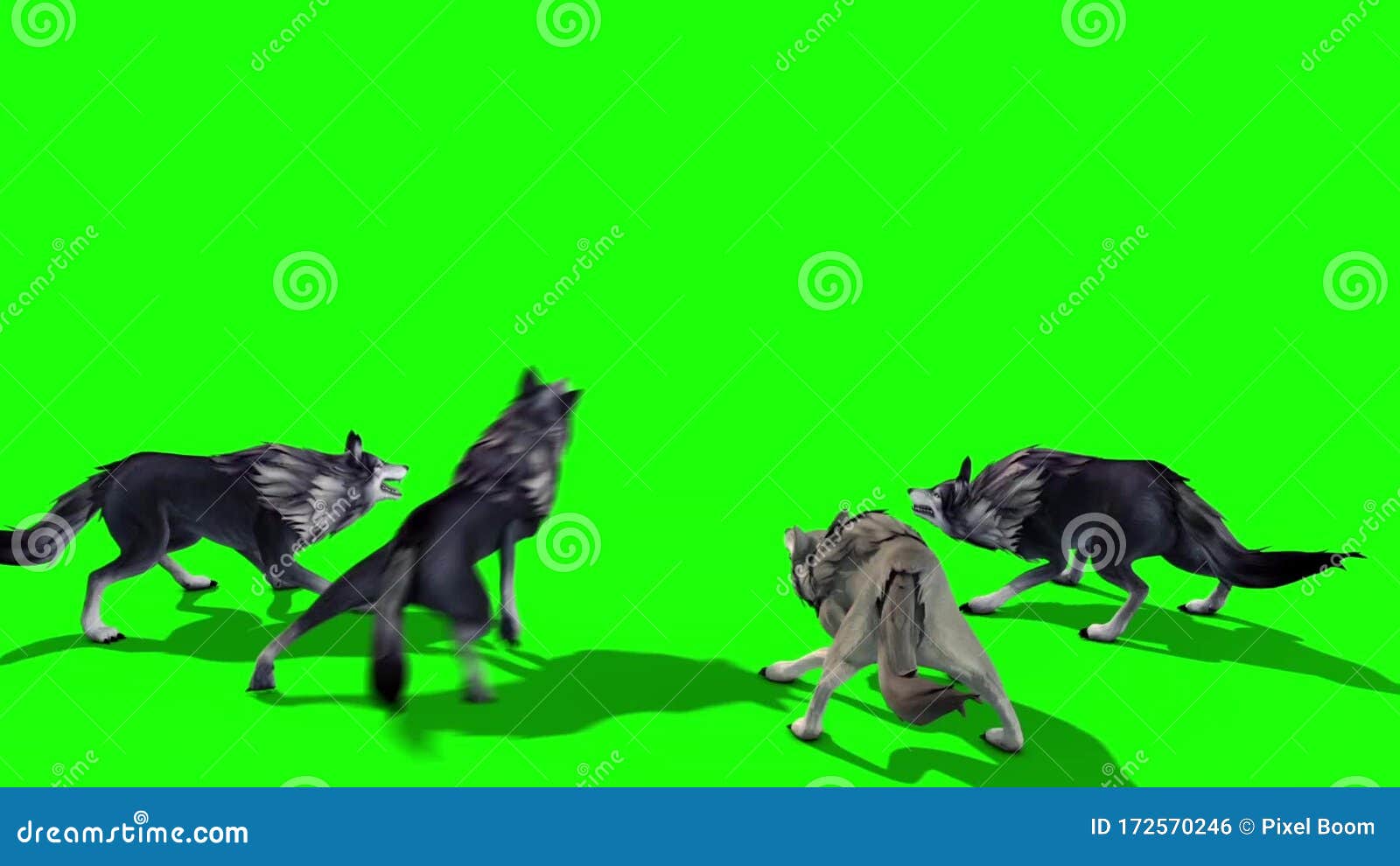 Running Wolf Pack Animation