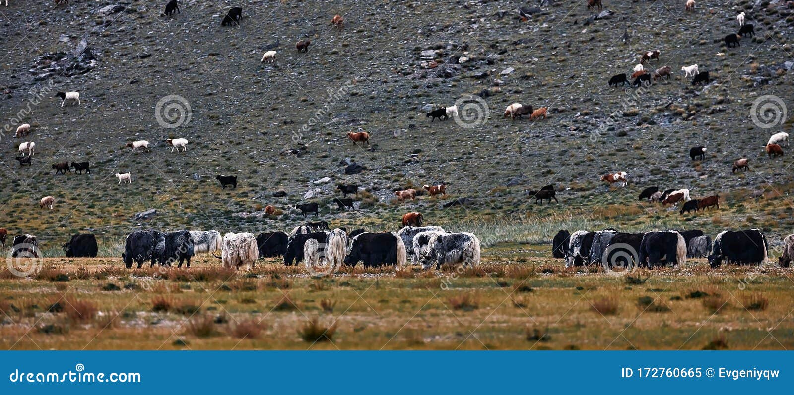 Herd of Yaks. Carlike in Mongolia Stock Image - Image of breeding, asia ...