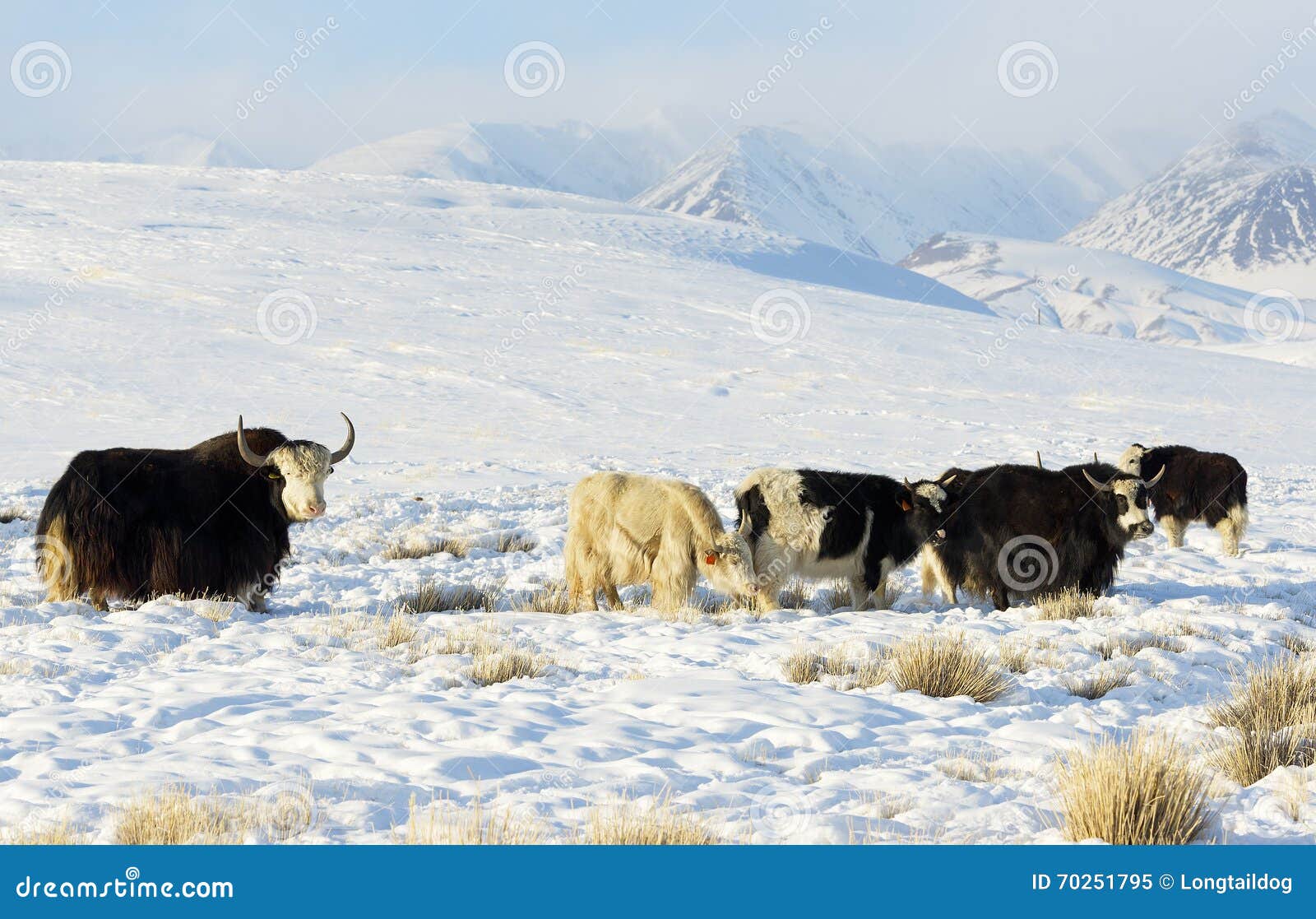 Herd of Yaks stock image. Image of white, steppe, animal - 70251795
