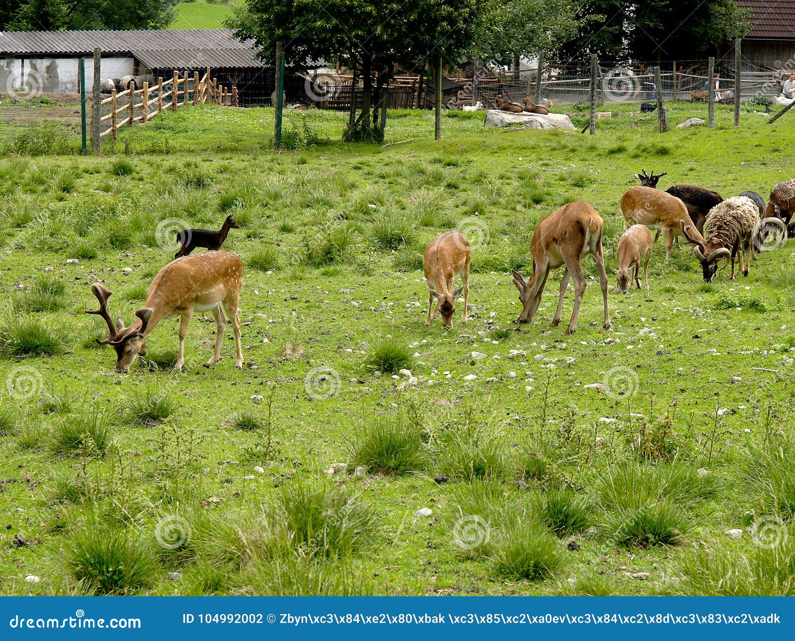 A Herd of Young Animals Walks. Stock Photo - Image of outdoor, scenery ...
