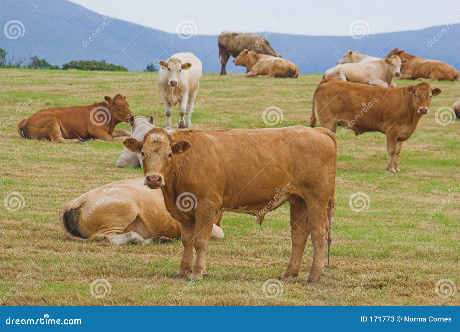 A herd of young bulls stock image. Image of animal, beef - 171773