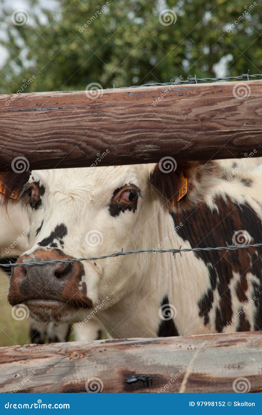 Herd of Young Bulls for Breeding, in Normandy, France Editorial ...