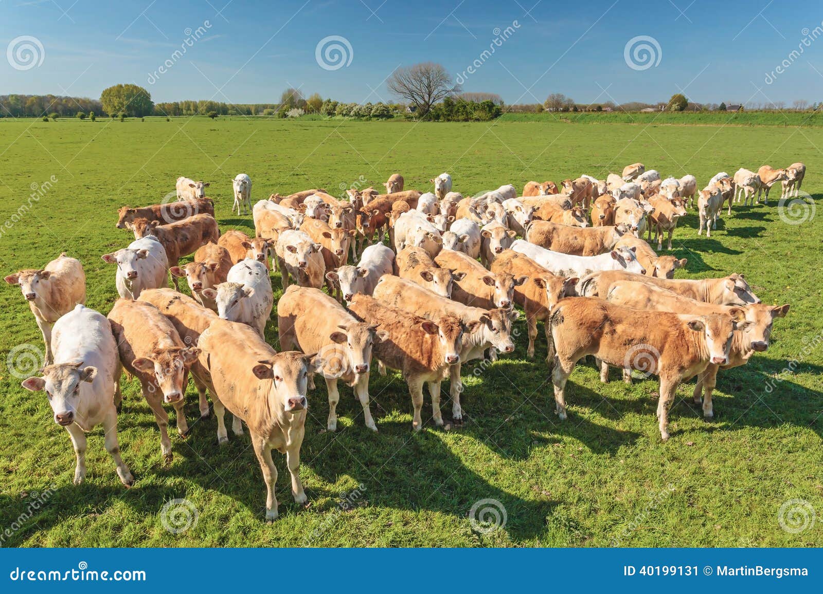 Herd of Young Bulls in the Netherlands Stock Image - Image of cattle ...