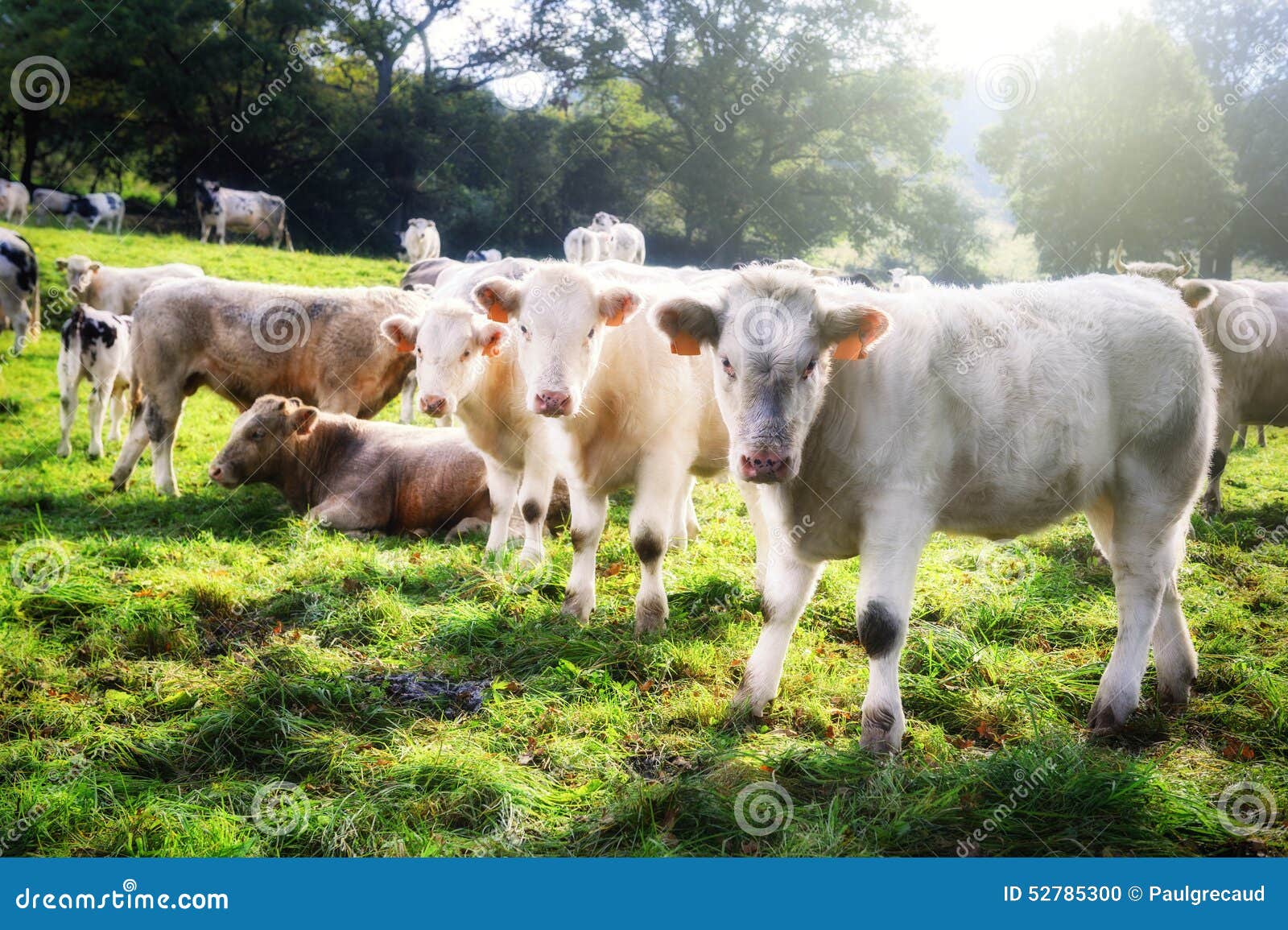 Herd of young calves stock photo. Image of grass, grazing - 52785300