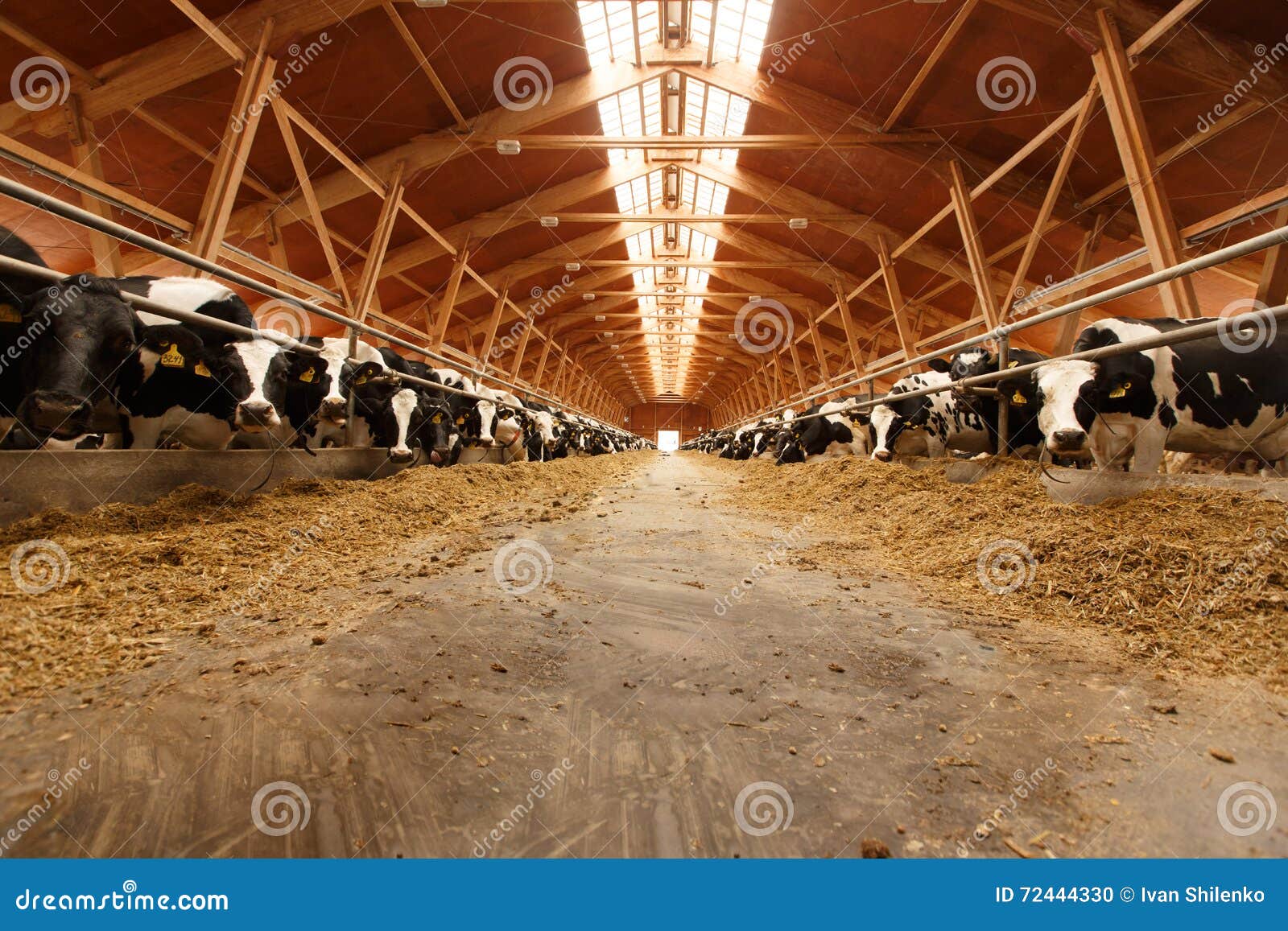 Herd of Young Cows in Cowshed Stock Photo - Image of cows, farm: 72444330