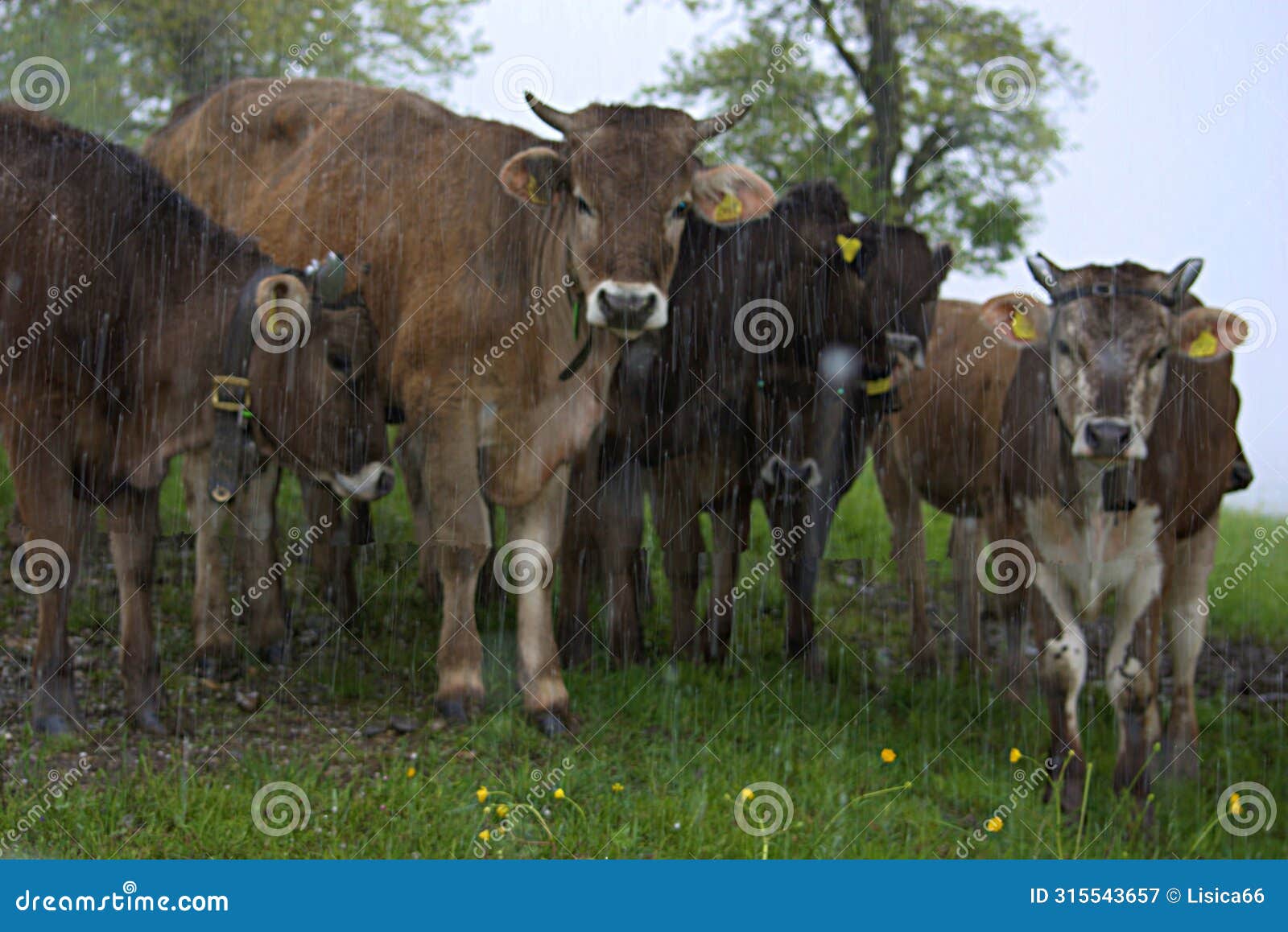 A Herd of Young Cows Stands Stock Image - Image of herd, ecology: 315543657