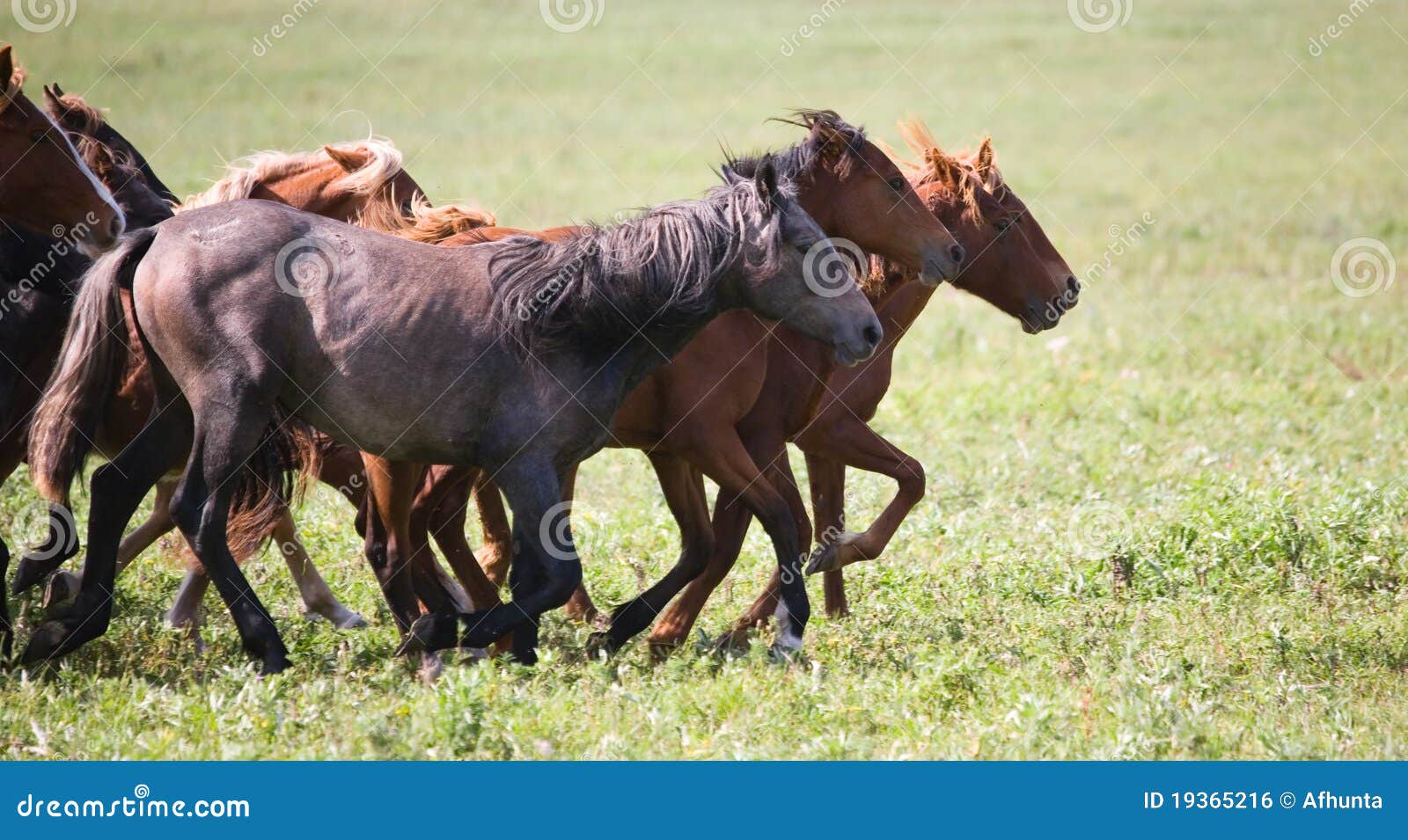 A herd of young horses stock photo. Image of canter, farm - 19365216