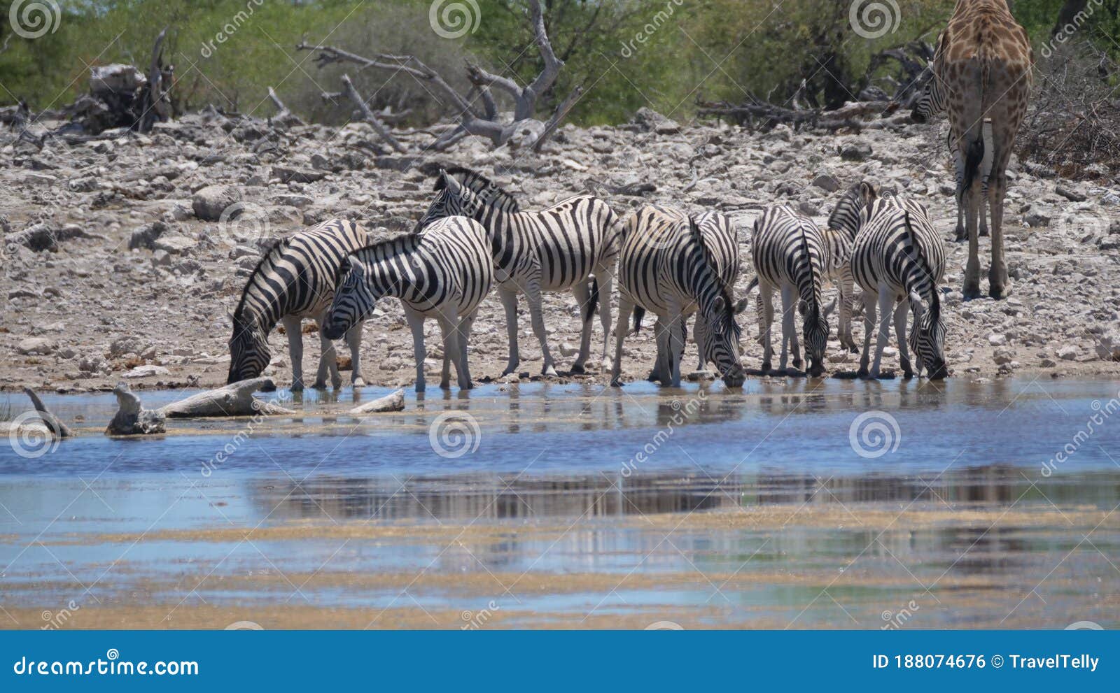 Herd of Zebra Around a Pond Stock Photo - Image of color, exterior ...