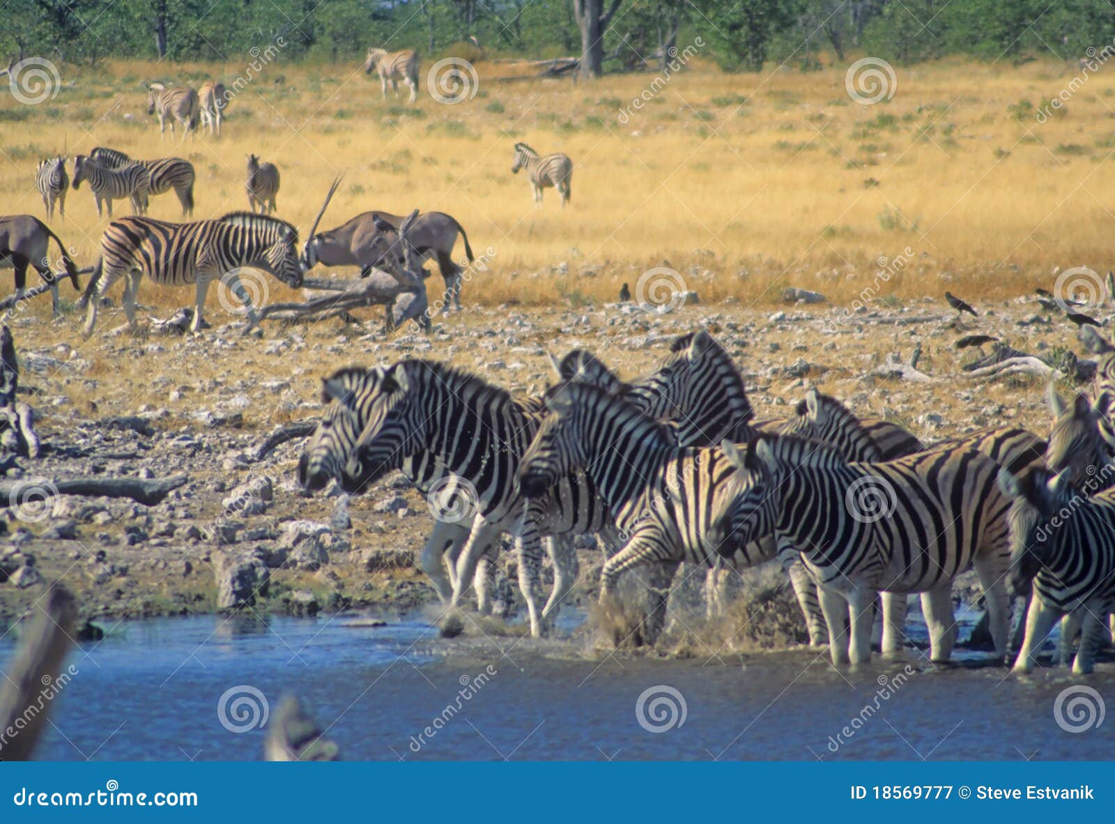 Herd of Zebra Enter a Water Hole Stock Image - Image of fauna ...