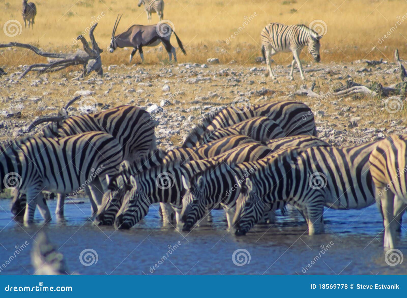 Herd of Zebra Enter a Water Hole Stock Photo - Image of creature, zebra ...