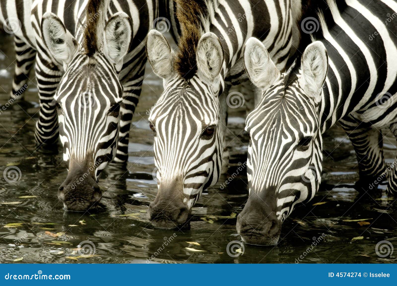 Herd of Zebra at Masai Mara Kenya Stock Photo - Image of game, animal ...