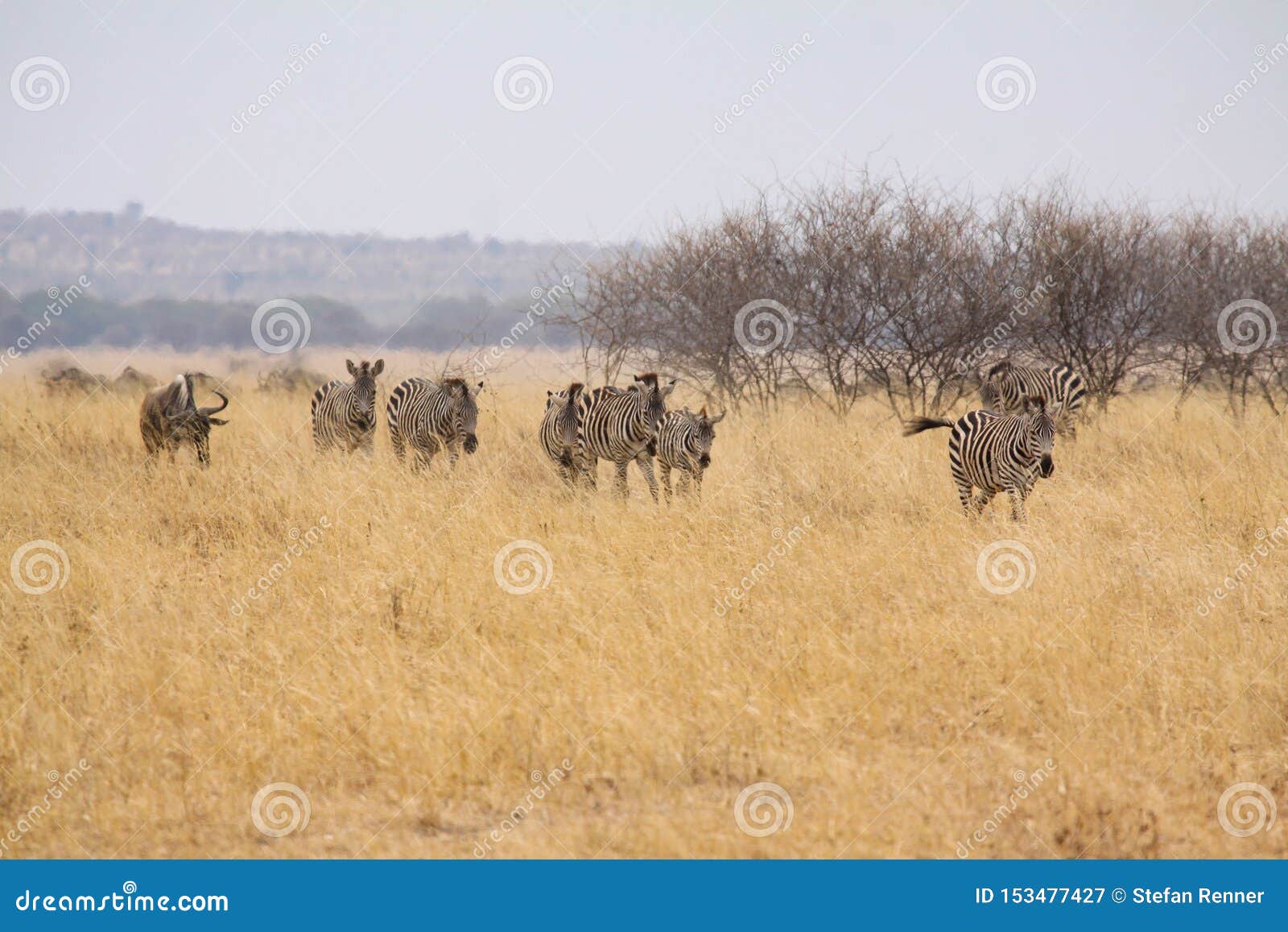 Herd of zebra stock image. Image of numerous, pull, steppe - 153477427