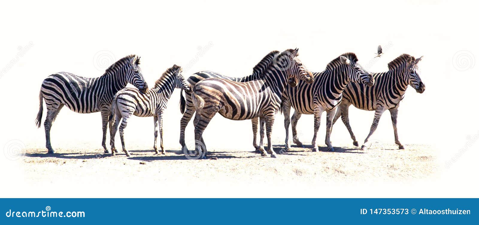 Herd of Zebra Walking Across a Plain High Key Artistic Conversion Stock ...