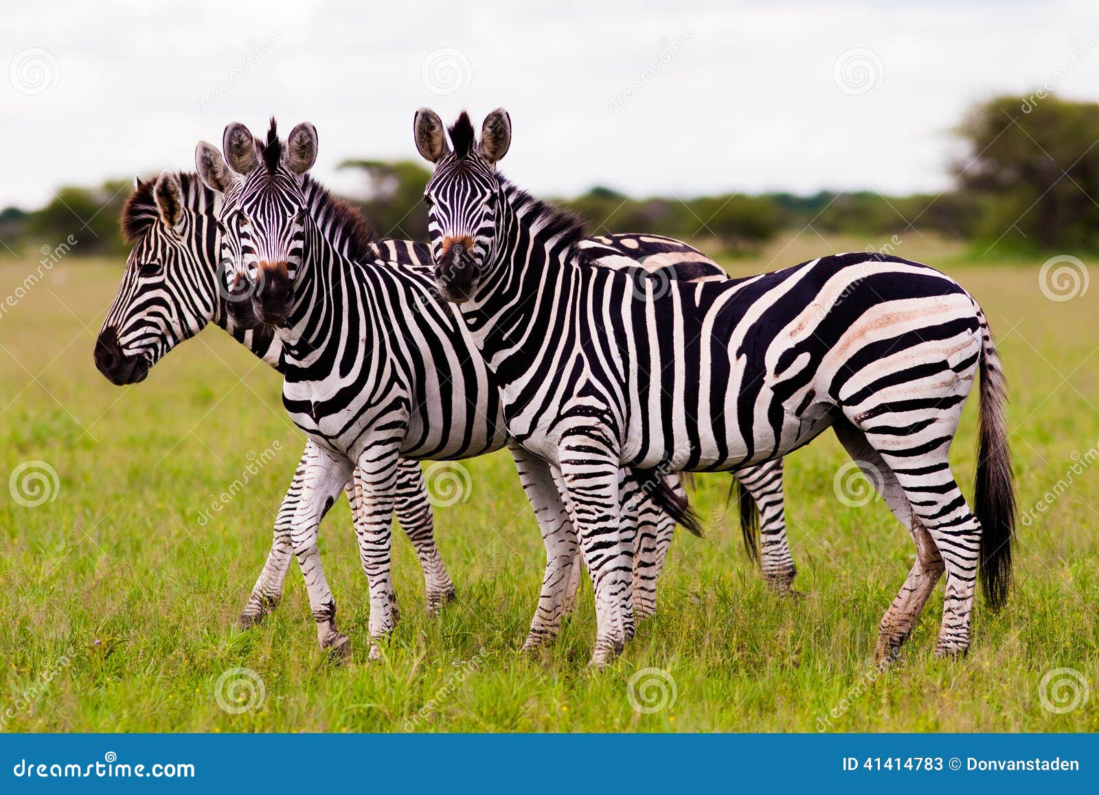 Herd of Zebra stock image. Image of animal, okavango - 41414783