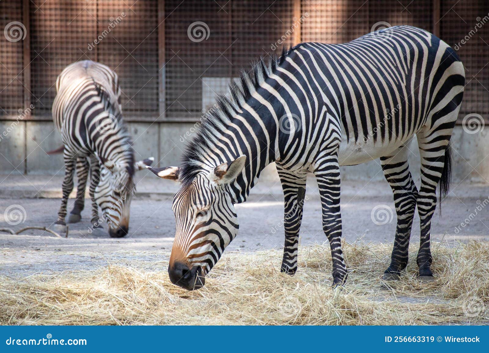 Herd of Zebras Eating Grasses Inside the Fence Stock Image - Image of ... Herd of Zebras Eating Grasses Inside the Fence Stock Image - Image of ...