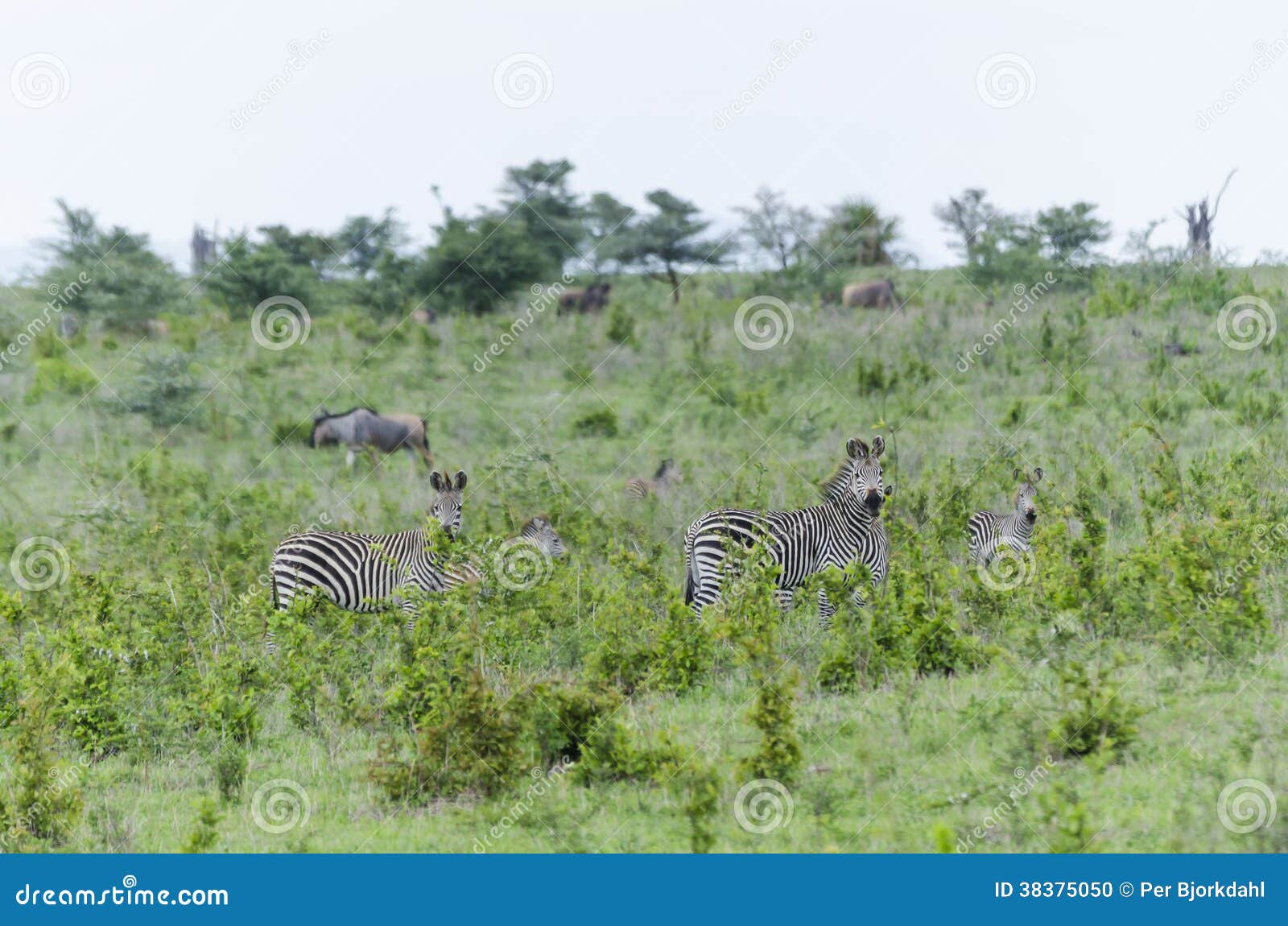 Herd of zebras in Selous stock photo. Image of africa - 38375050